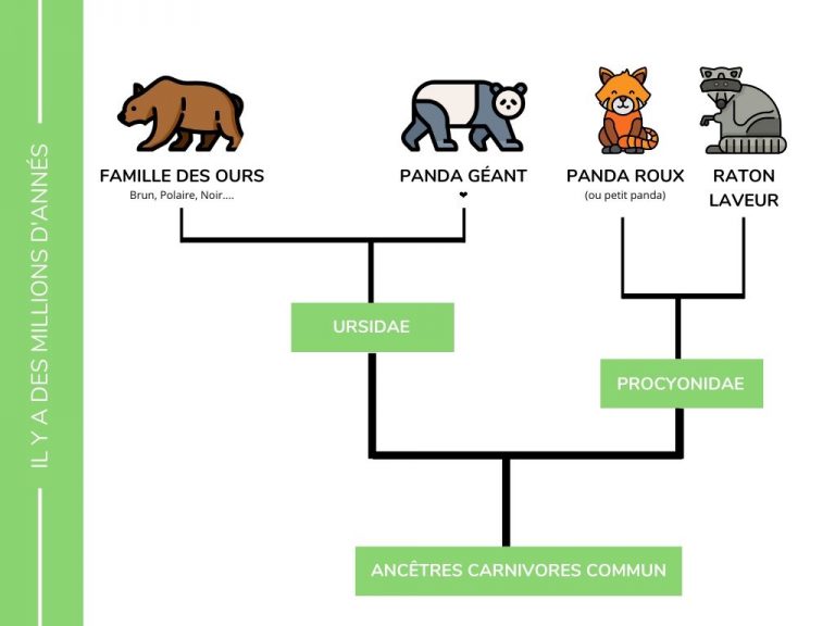 Est-ce que le panda est un ours ? [Réponse] | Royaume Panda