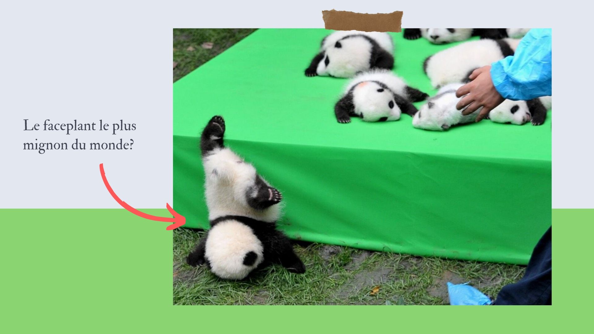 Temps gestation panda: durée et détails ? [Dossier] | Royaume Panda