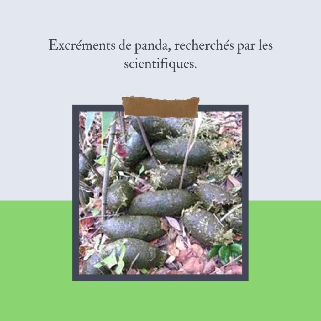 Quelle est la population de panda mondiale ? [Enquête] | Royaume Panda