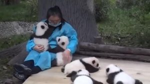 Panda: 10 choses à savoir impérativement [TOP] | Royaume Panda