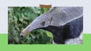 Fourmi panda: Toute l'information [Guide Ultime] | Royaume Panda