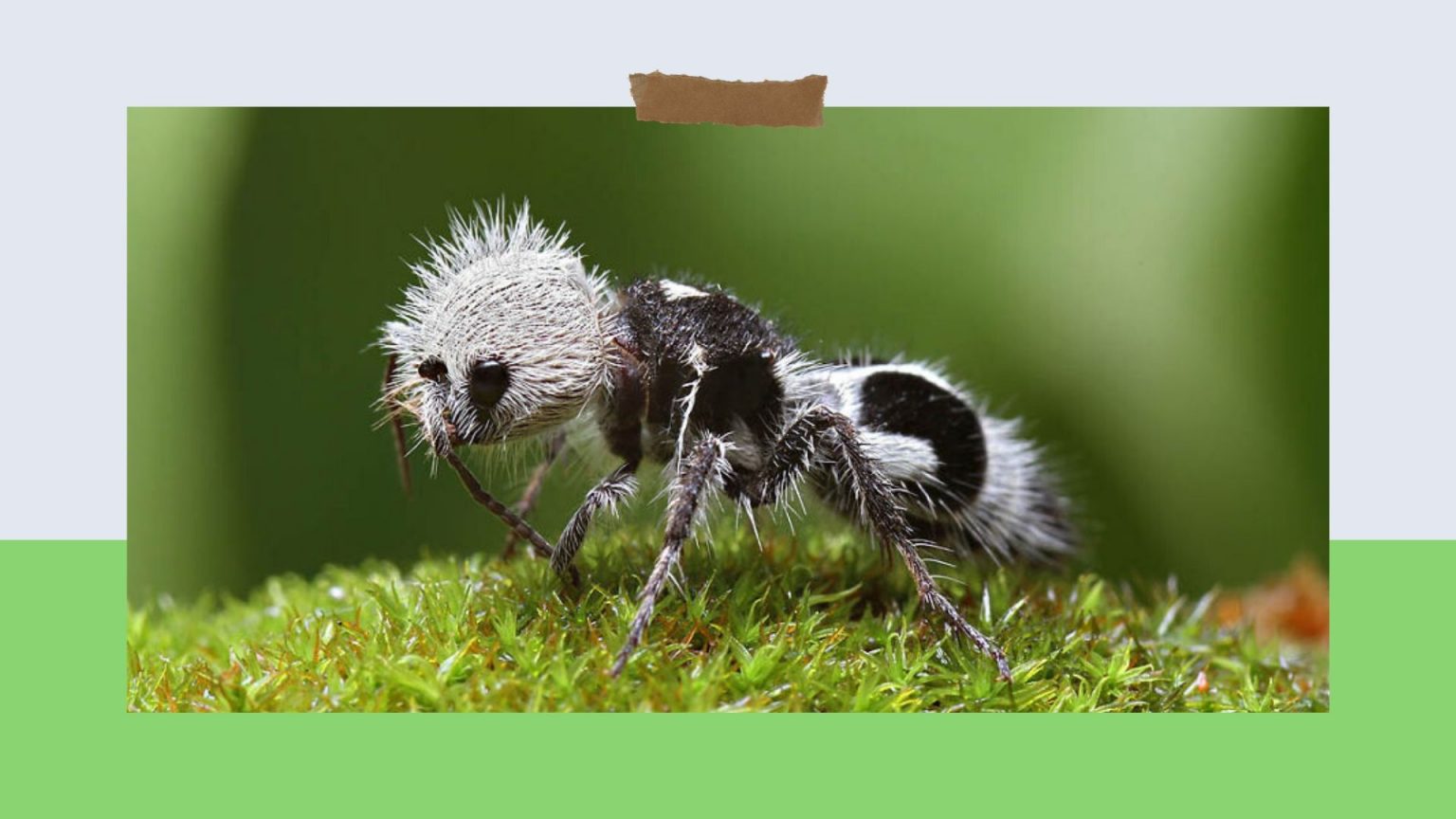 Fourmi panda: Toute l'information [Guide Ultime] | Royaume Panda