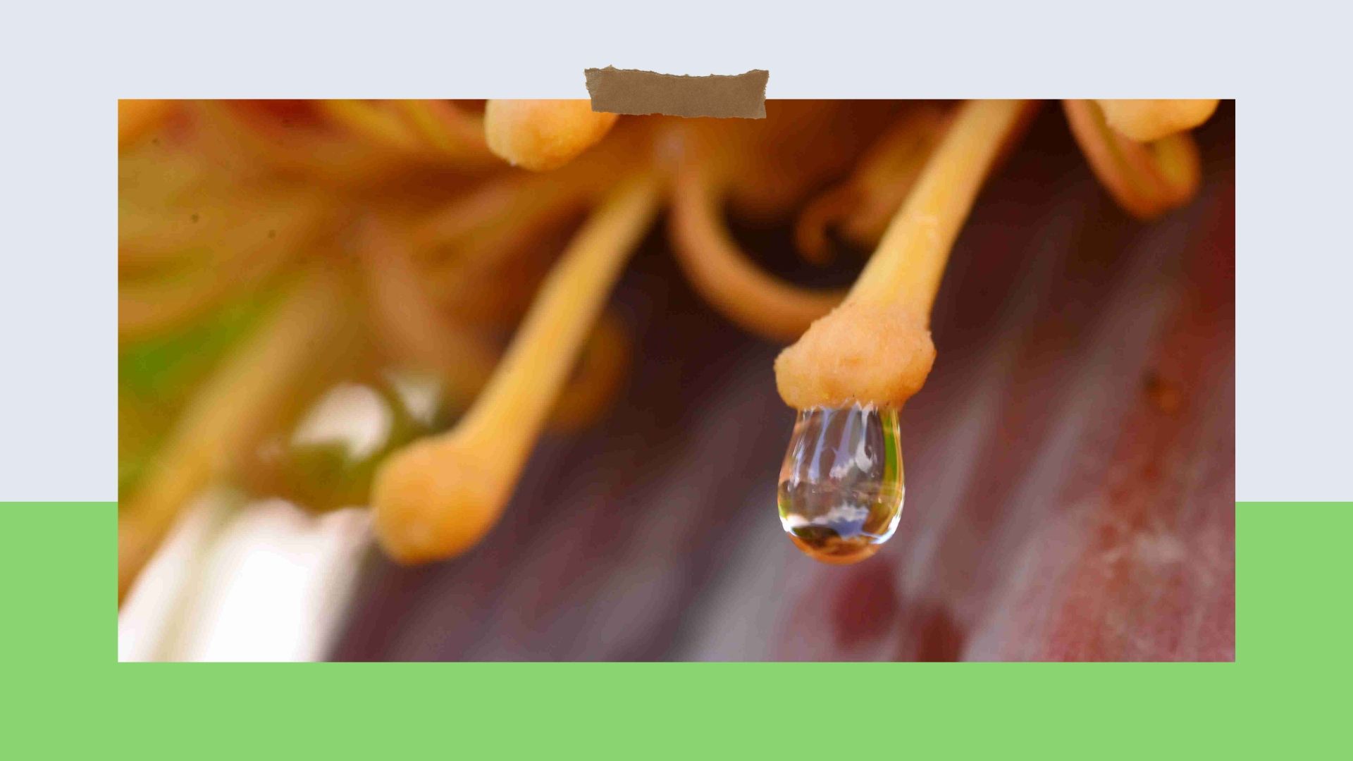 Fourmi panda: Toute l'information [Guide Ultime] | Royaume Panda