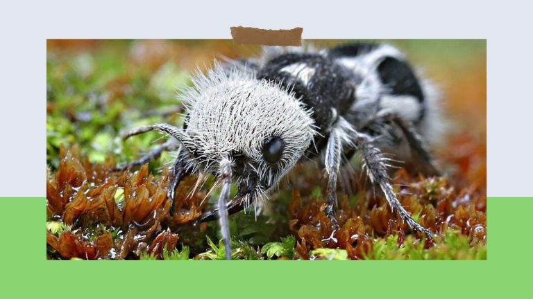 Fourmi panda: Toute l'information [Guide Ultime] | Royaume Panda