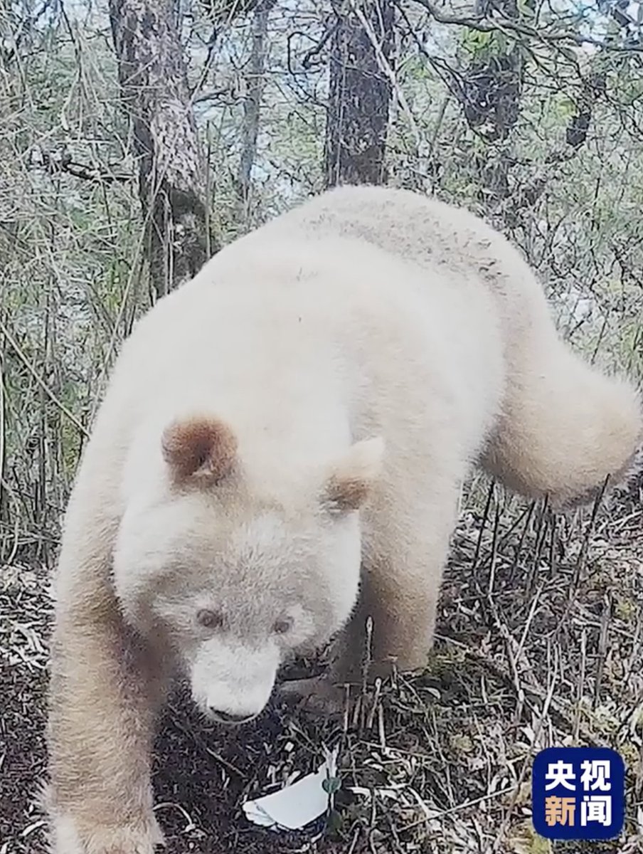 L'unique Panda Albinos au monde (Infos, photos, vidéo) | Royaume Panda